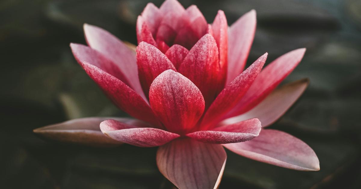 Mindful HEART: Healing and Embodied Awareness to Recover from Trauma ...